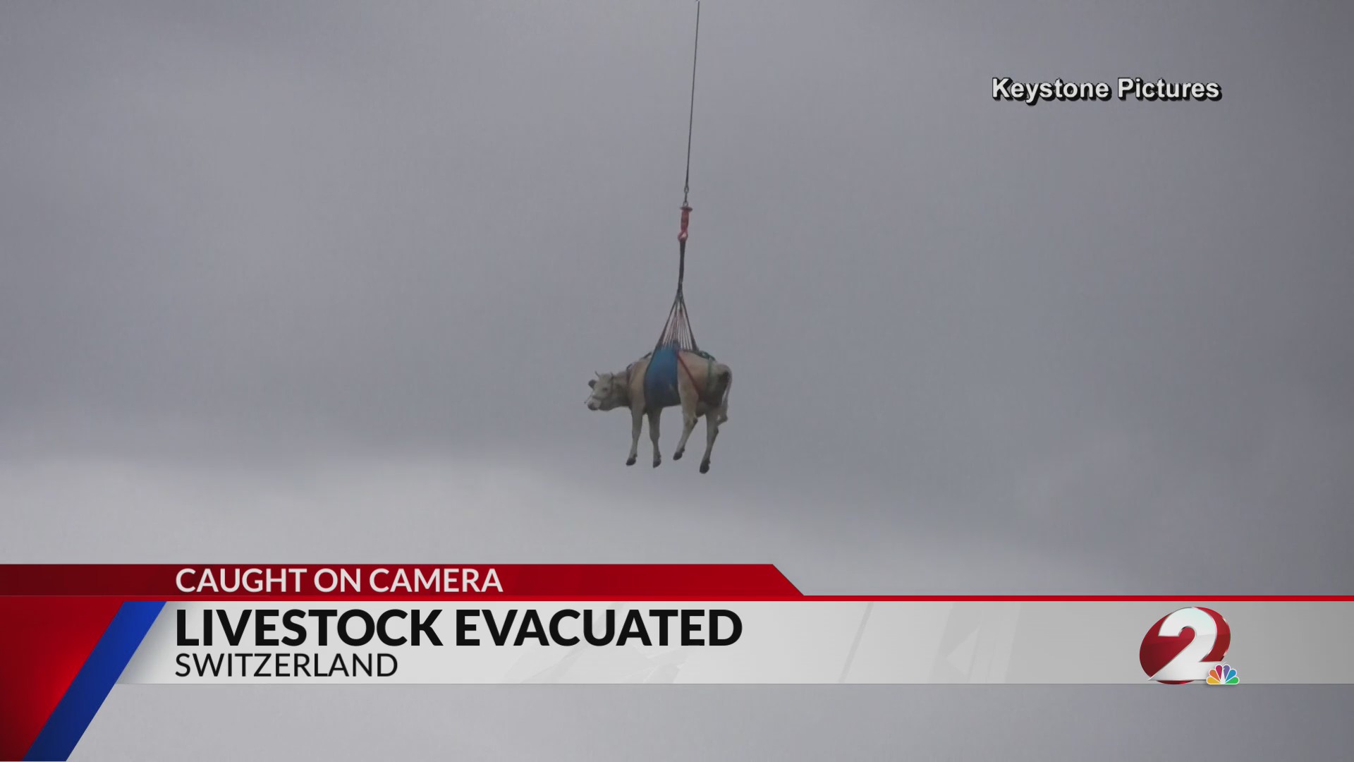 Emergency evacuation has cow movin’ through the sky – WDTN.com