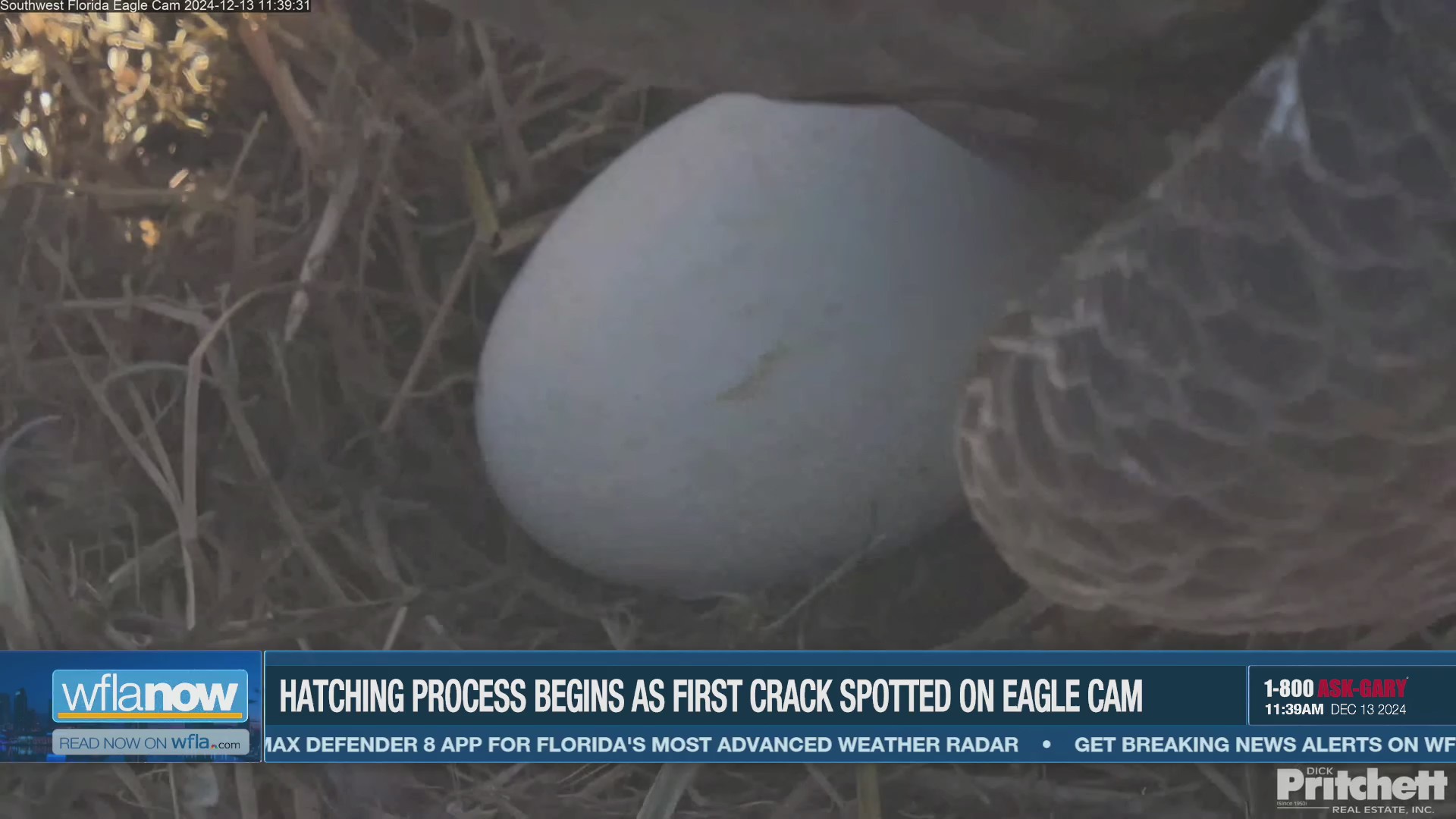 Hatching process begins as first crack spotted on Southwest Florida ...