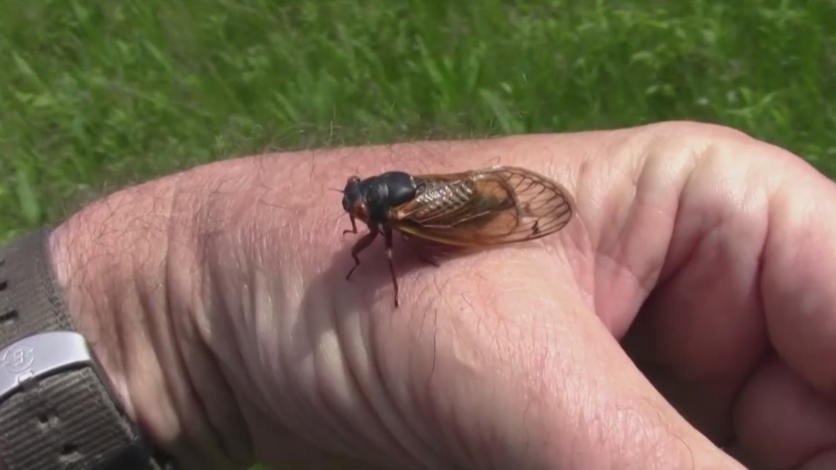 Cicadas incoming: What to expect from “cicada-geddon” | Morning in ...