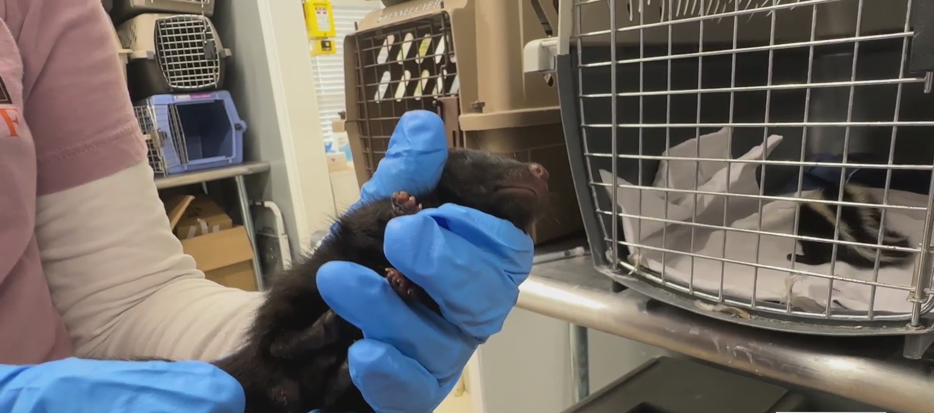 Austin Wildlife Rescue takes in 160 animals, many babies after storm ...