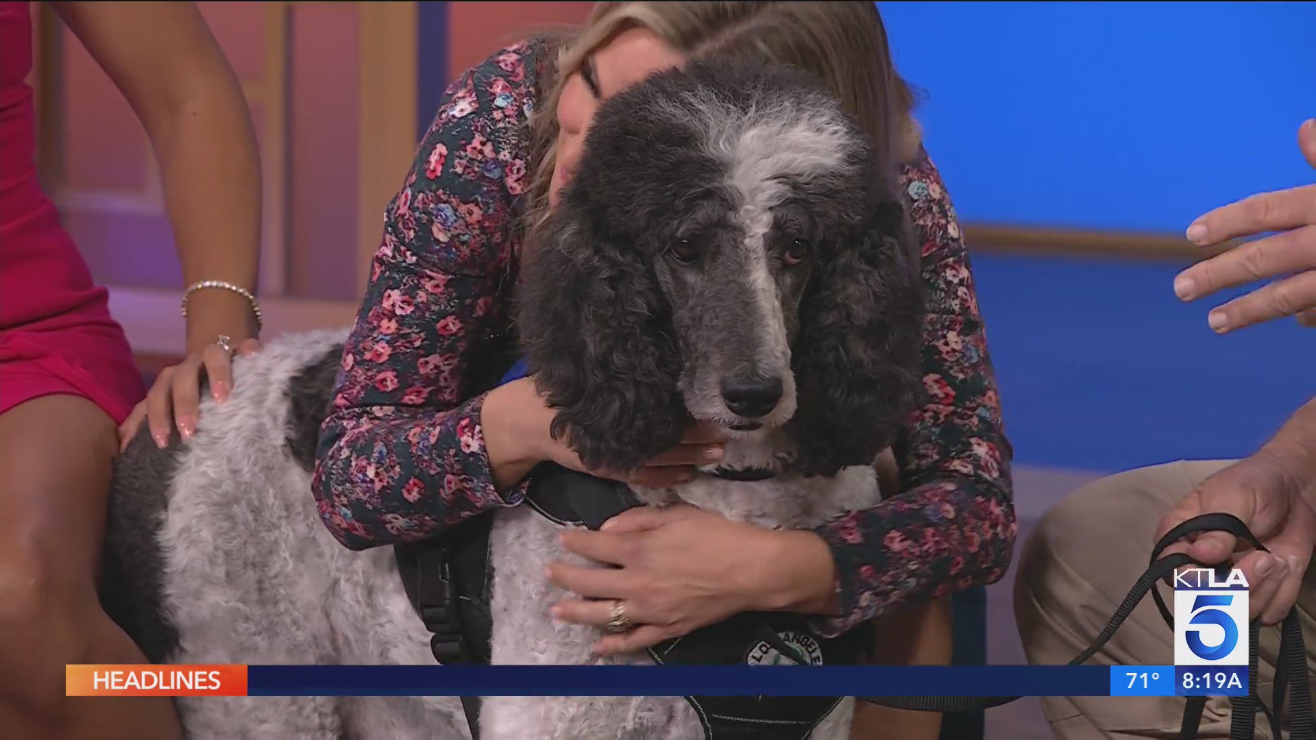 Local Therapy Dog ‘Rudy’ is up for the 15th Annual Hero Dog Awards – KTLA
