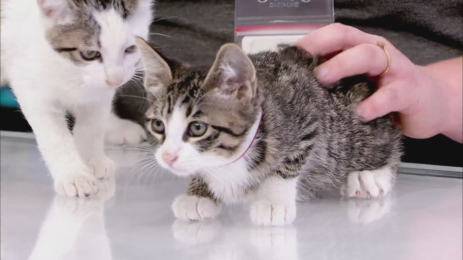 Pets of the Week: Meet Caitlin, A’ja, & Kate! – MyStateline | WTVO WQRF ...