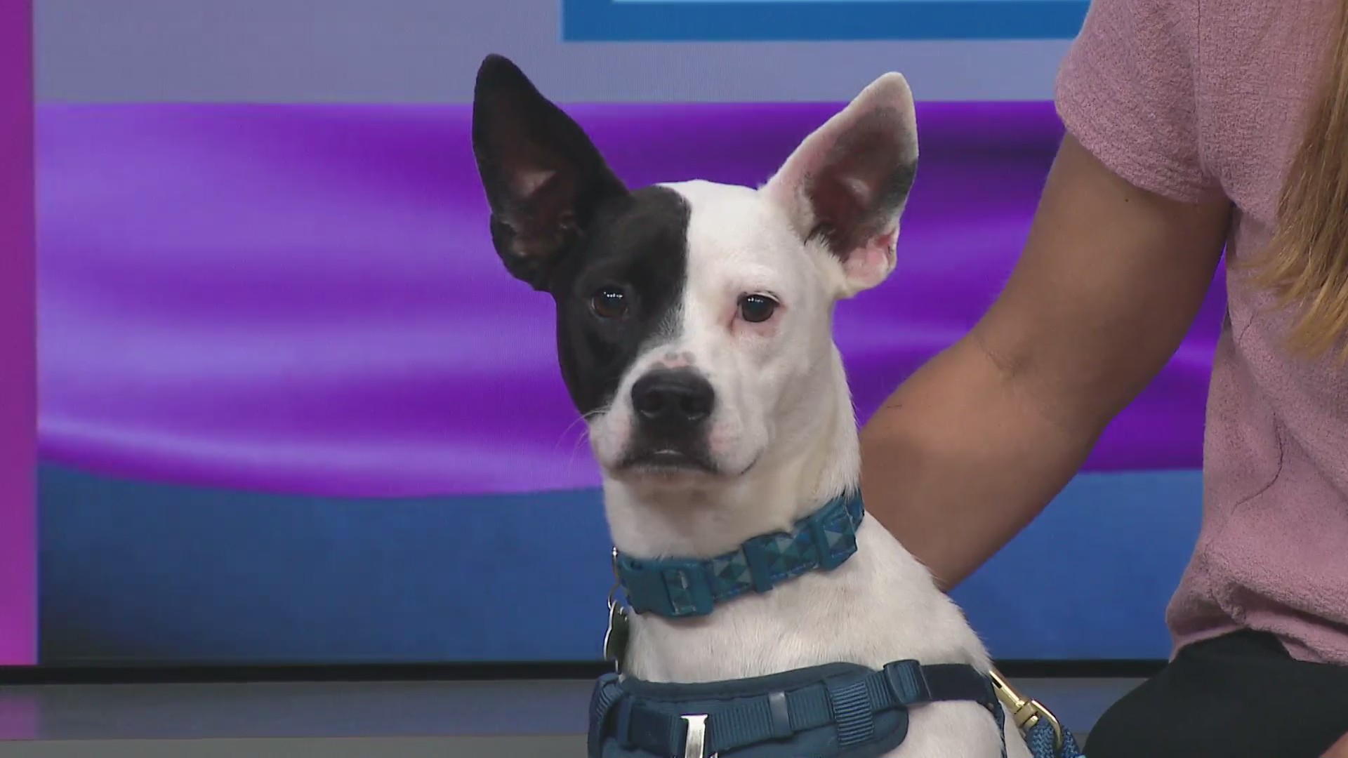 Jester is the perfect name for this sweet pup in need of a home, his ...