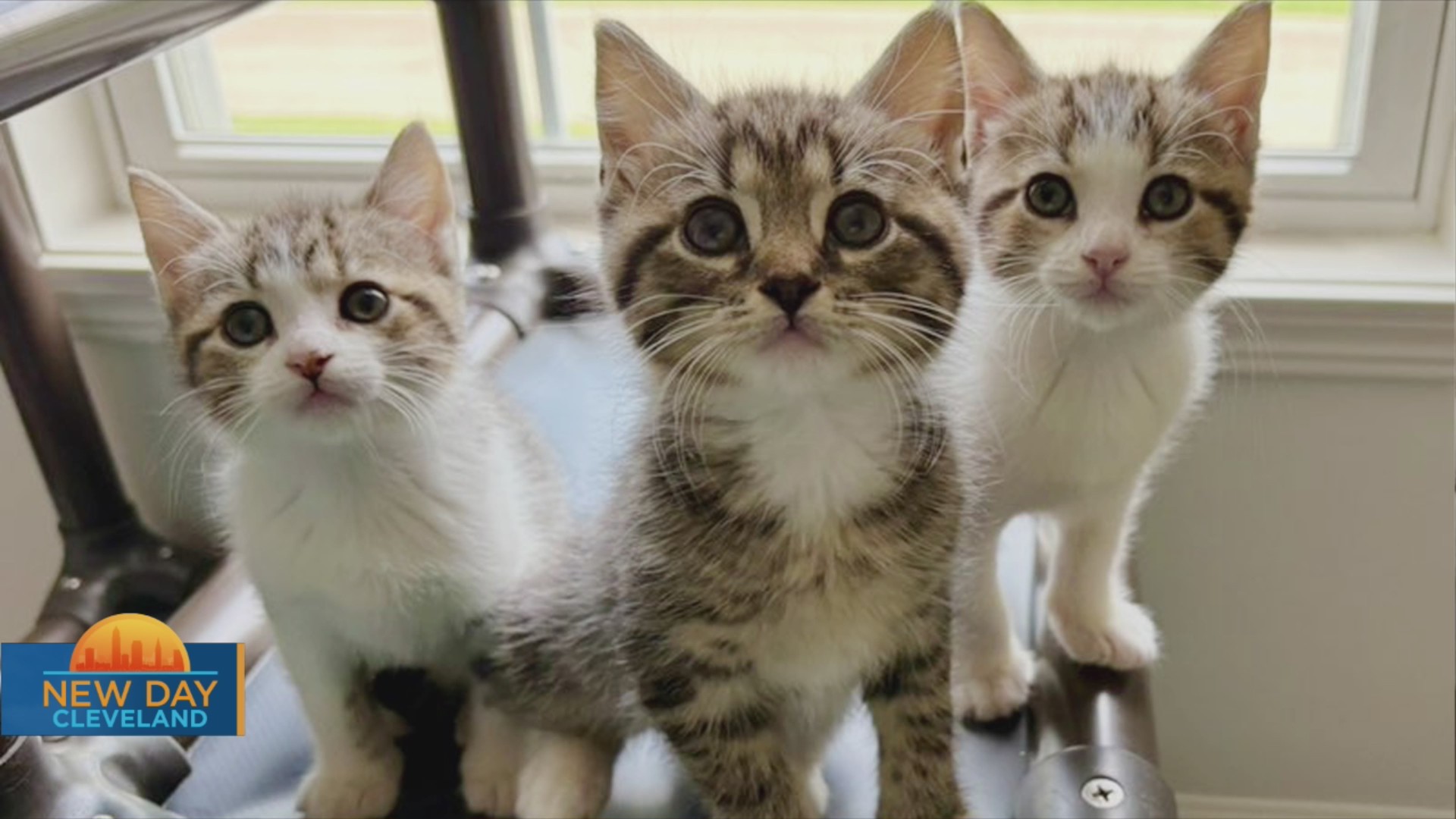 NDC/Fox 8 News at Noon: Cleveland APL – Fox 8 Cleveland WJW