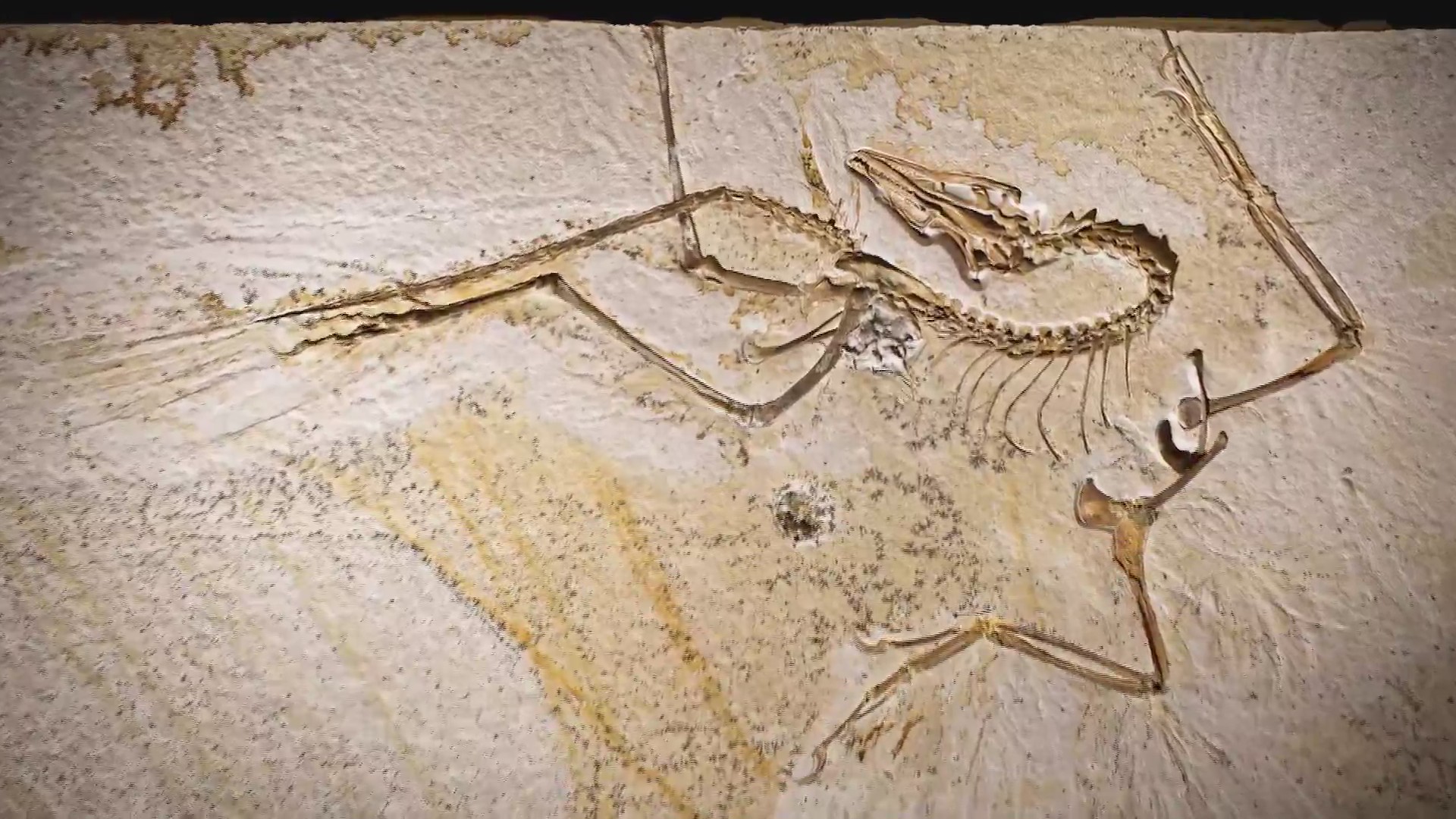 Field Museum acquires fossil of earliest known bird – WGN-TV