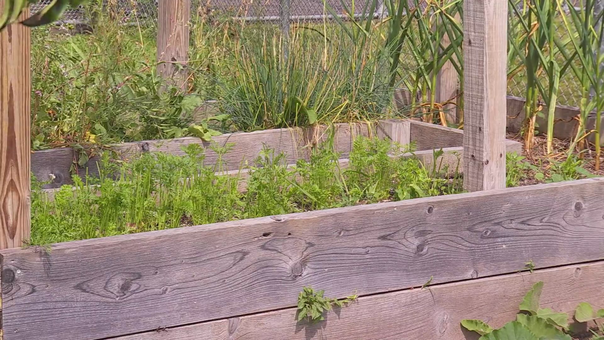 Backyard garden offers inmates a chance to grow at the Tompkins County ...