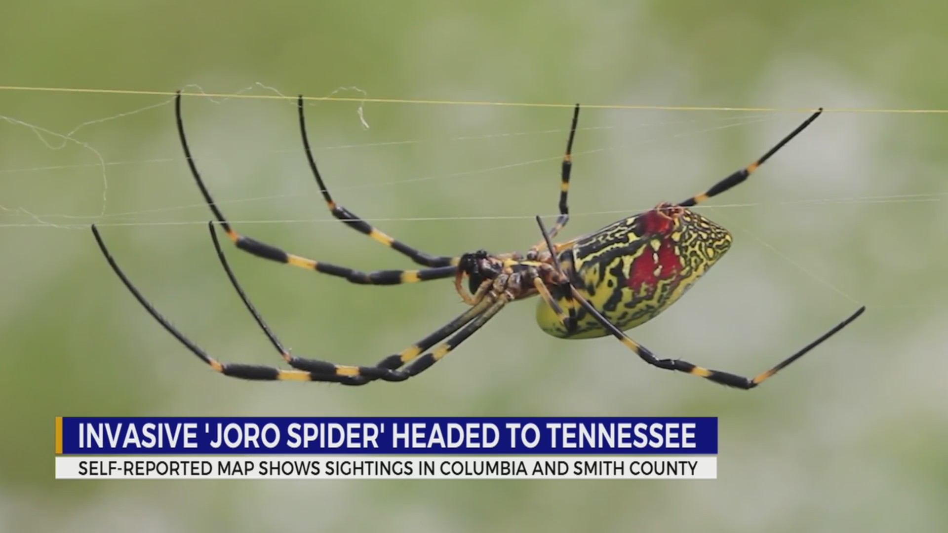 Invasive ‘Joro Spider’ headed to Tennessee – WKRN News 2