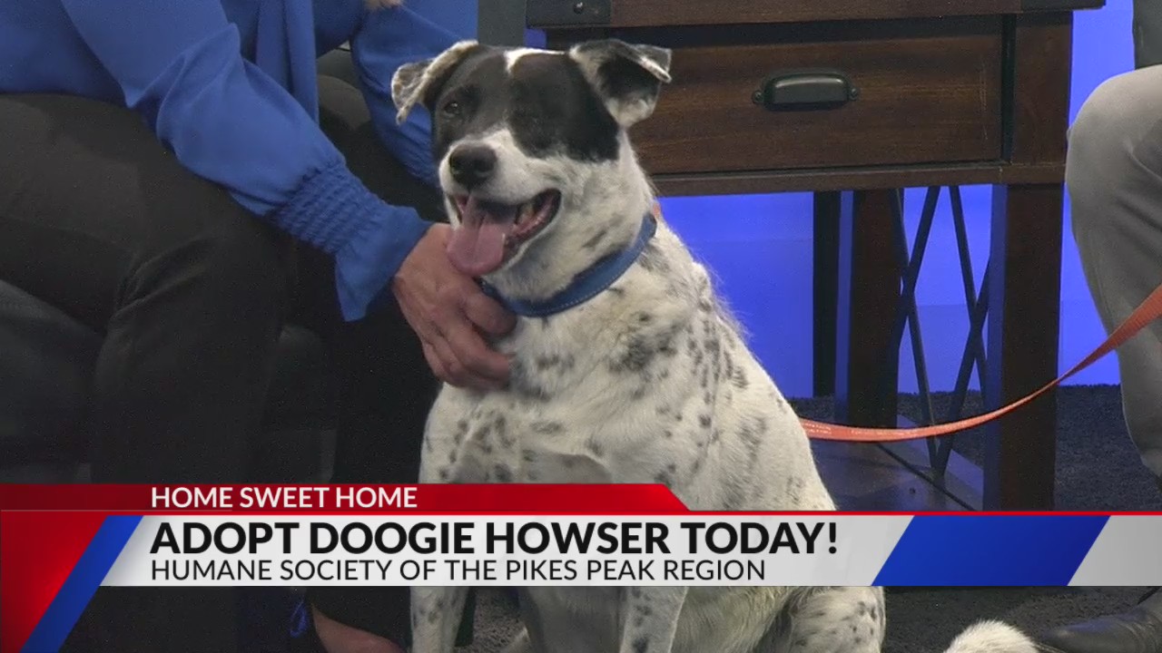 Home Sweet Home: Meet Doogie Howser – FOX21 News Colorado