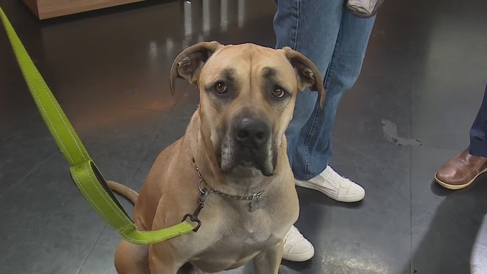 Furever Friday – Tommy needs a furever home – FOX40 News