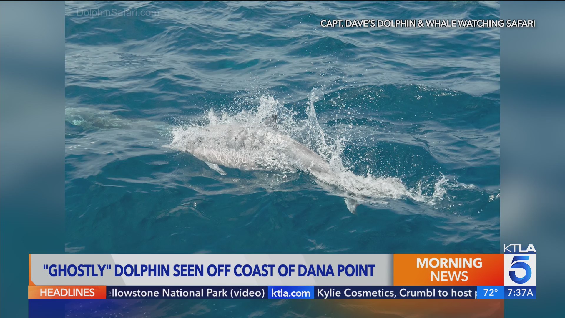 ‘Ghostly-looking’ dolphin spotted off O.C. coast – KTLA