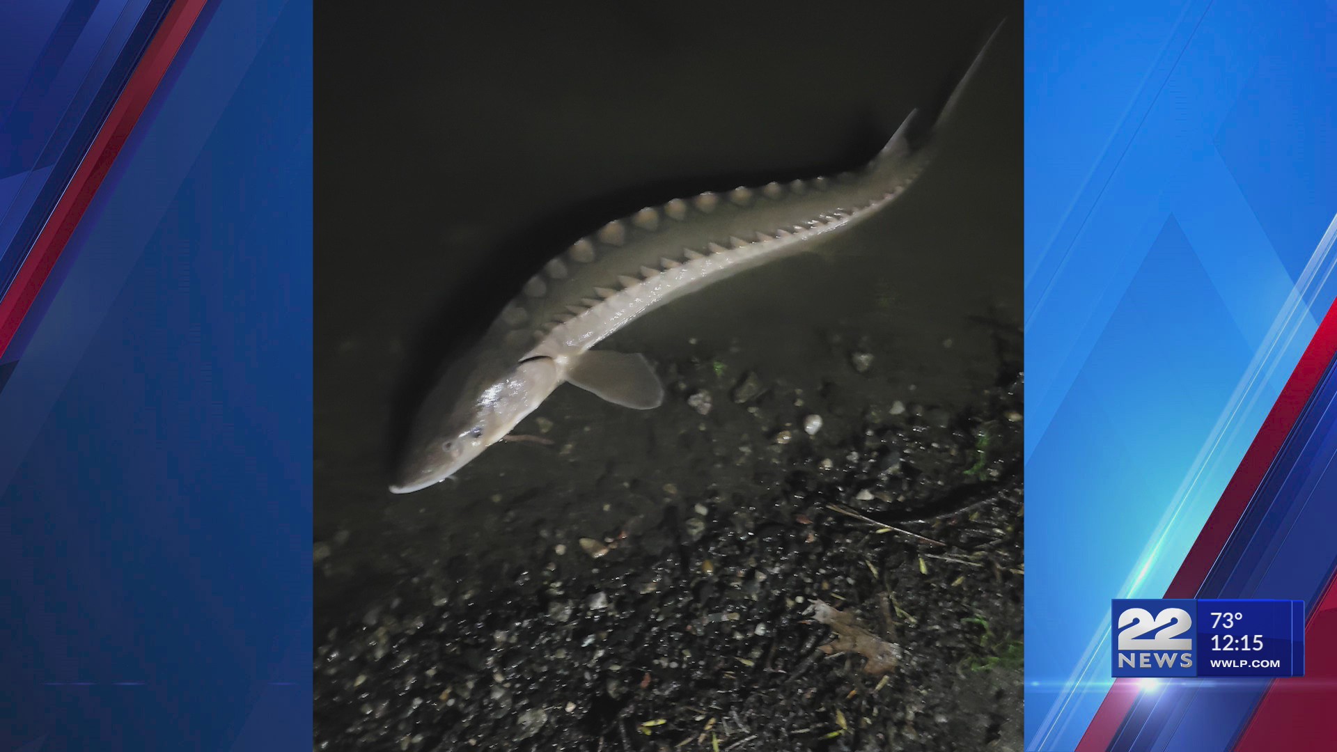 Local fisherman catches prehistoric fish in Connecticut River – WWLP