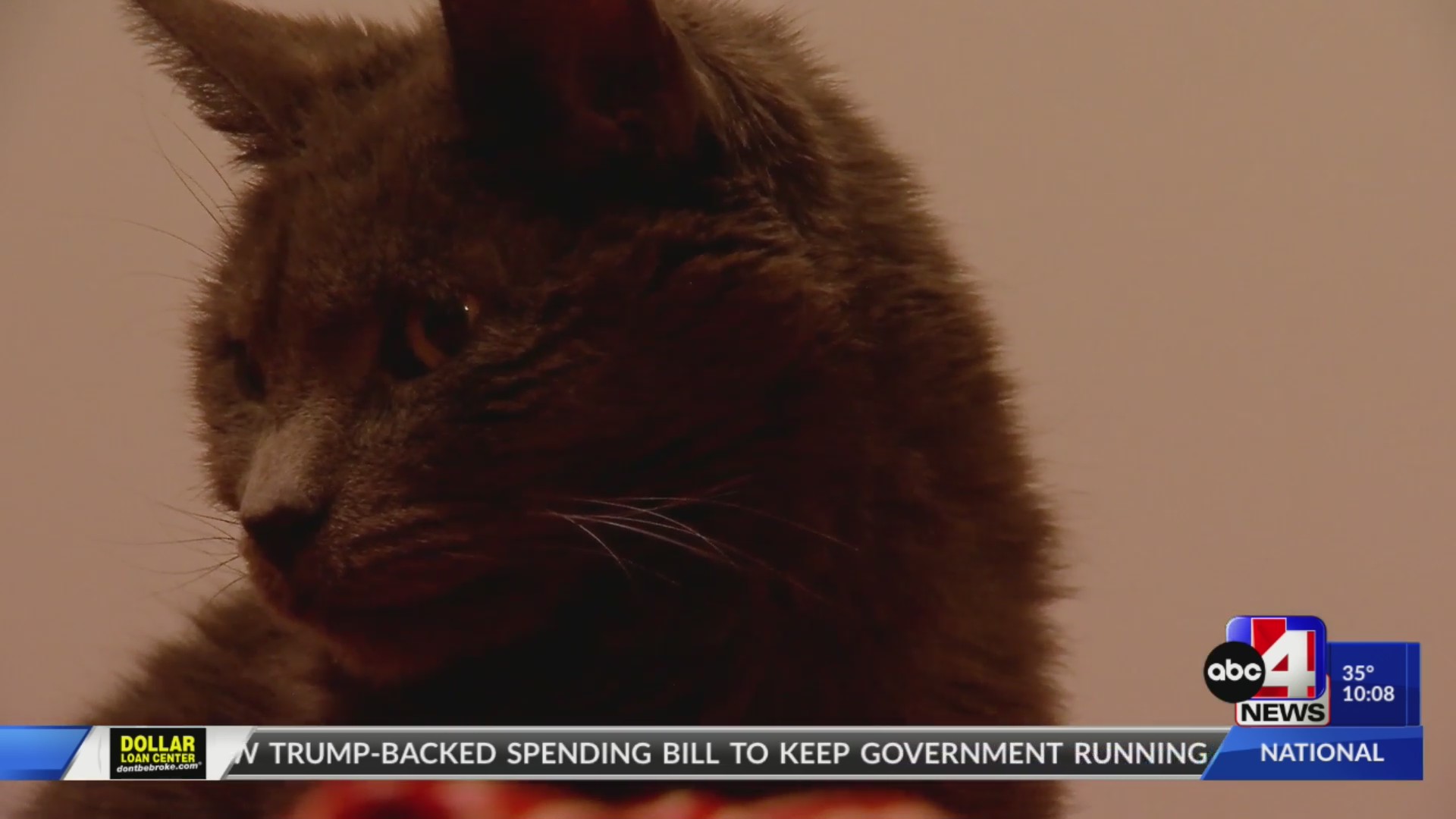 Utah family reunited with missing cat after 11 years away from home ...