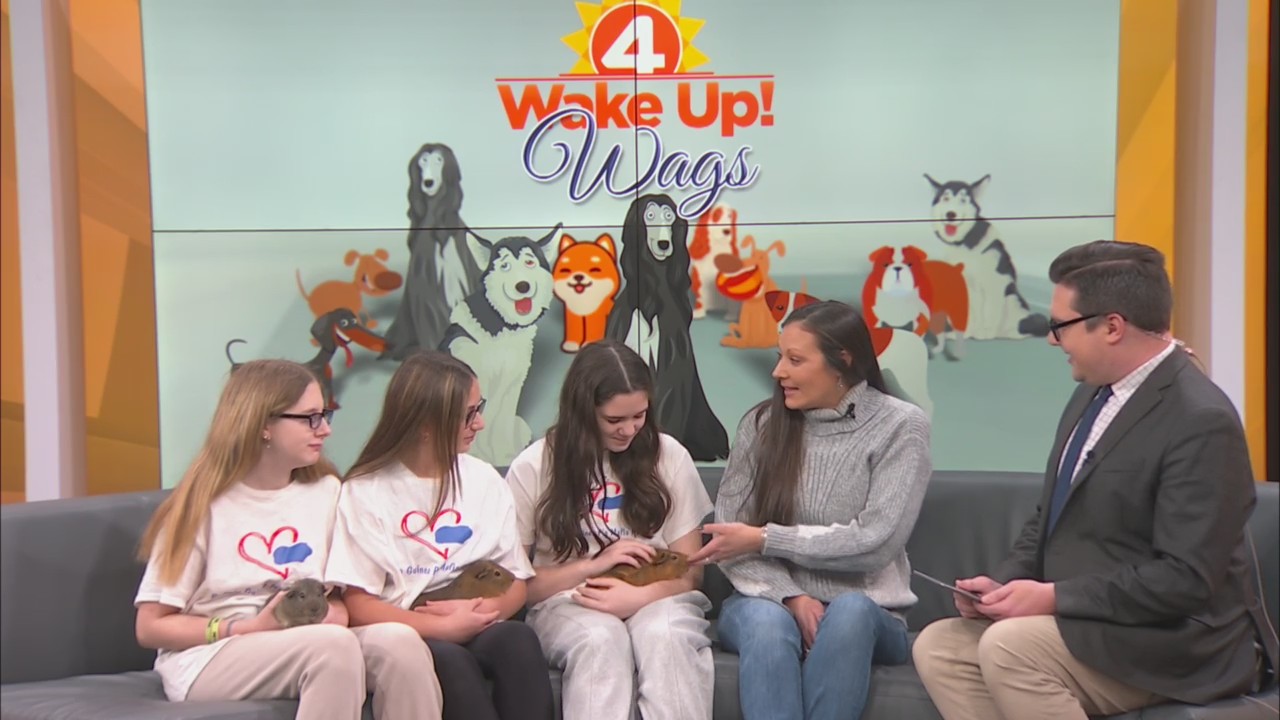 Wake Up! Wags: Buffalo Guinea Pig Mafia Rescue – News 4 Buffalo