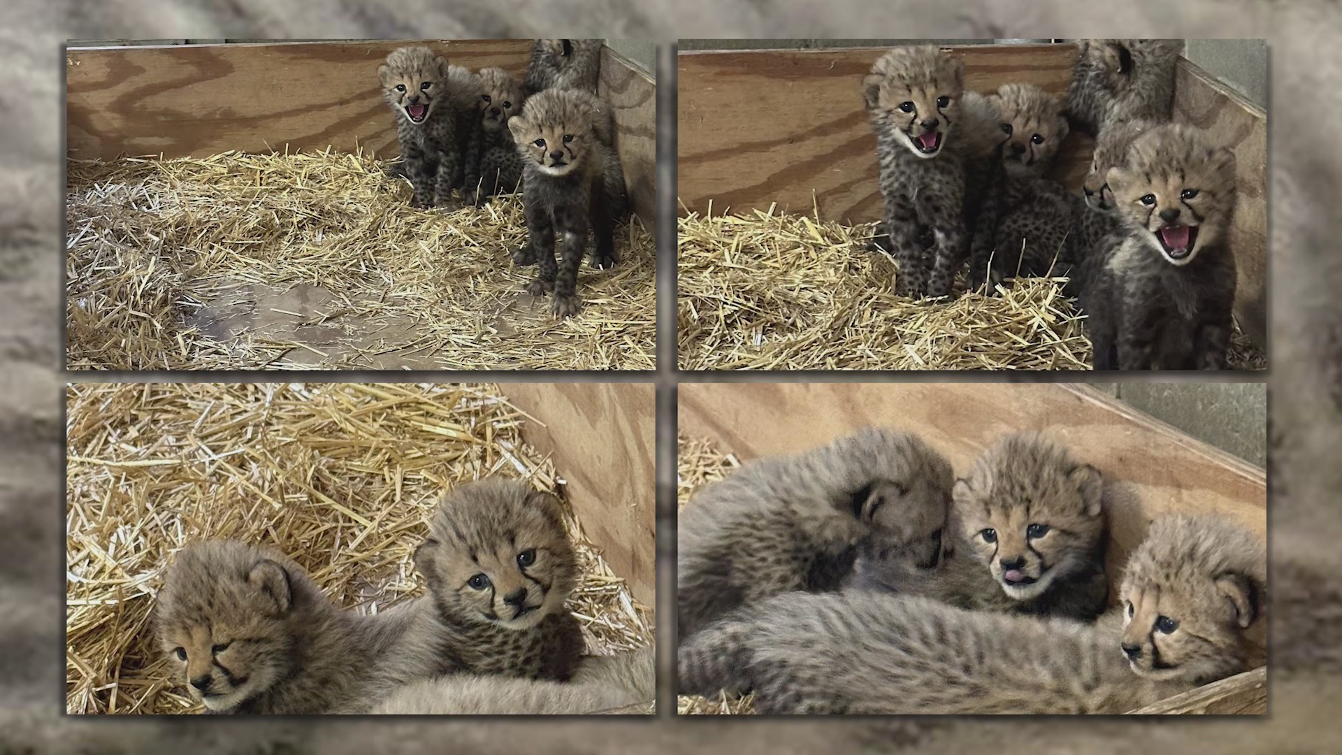 Saint Louis Zoo welcomes cheetah cub quintuplets – FOX 2