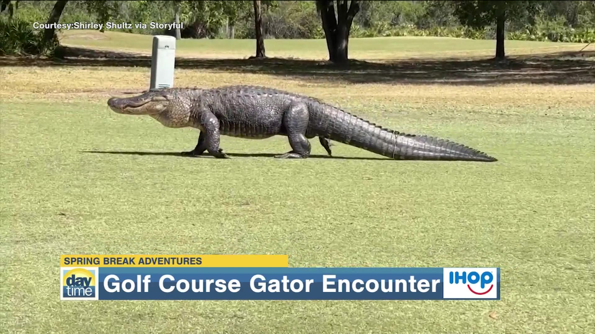 Gators, penguins and spring break adventures in IHOP Chat | Daytime – WFLA