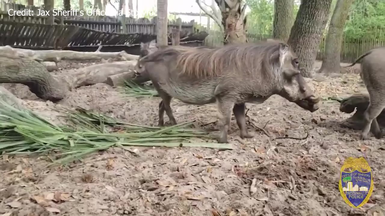 Drone helps find missing warthog at Jacksonville Zoo – WFLA