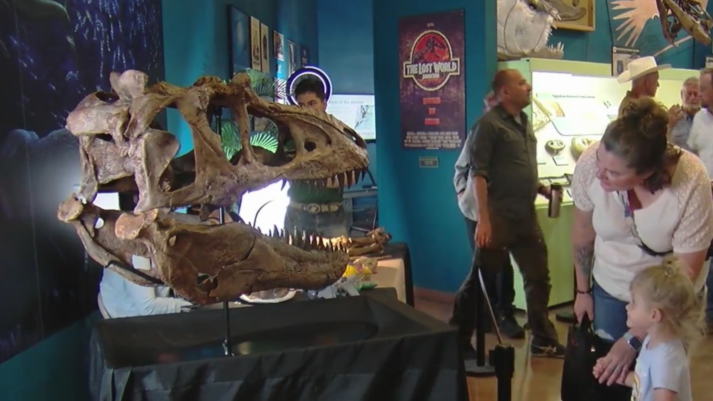 ‘Murder monster’ tyrannosaur skull displayed in Woodland Park – FOX31 ...