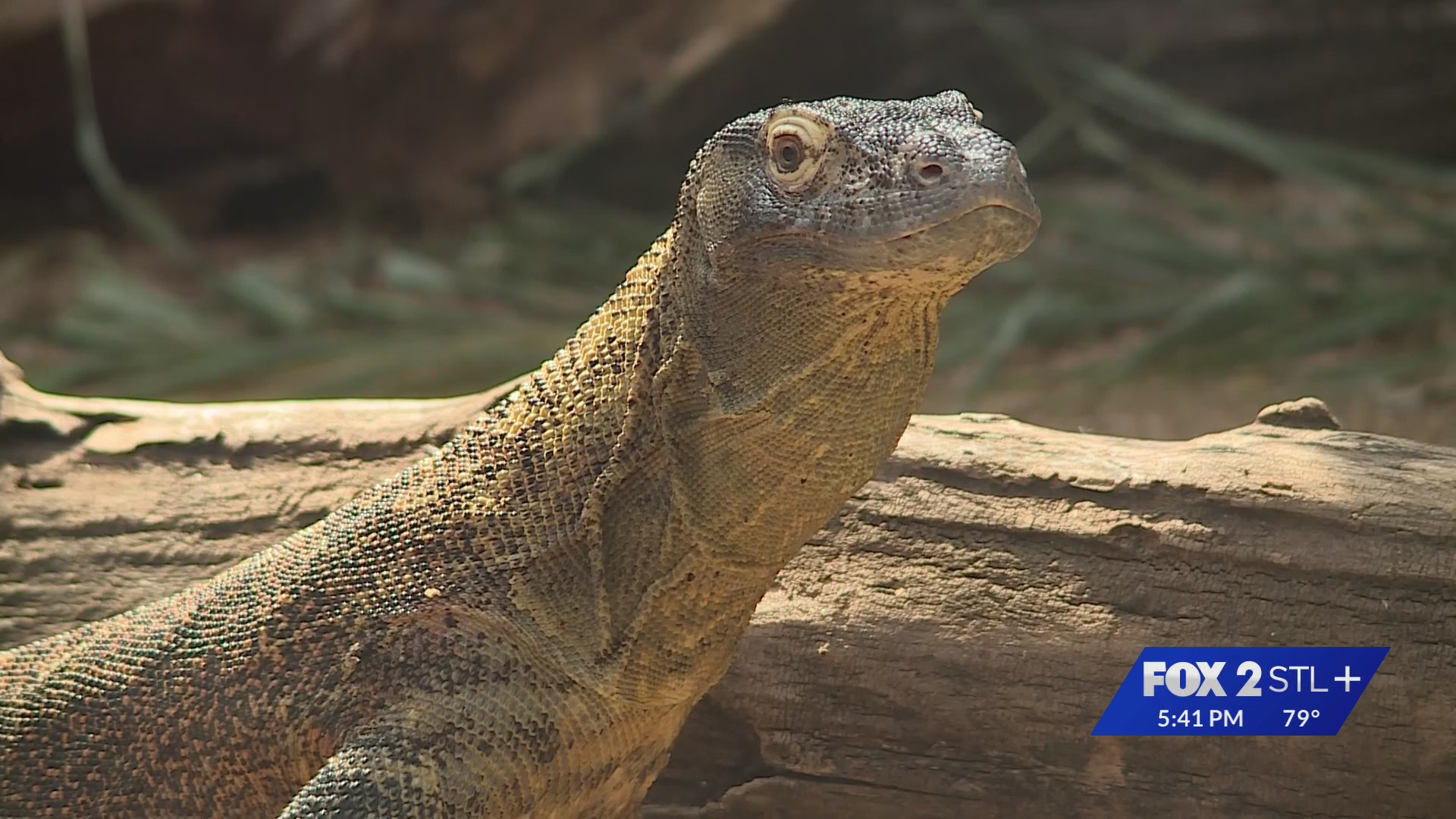 Charlie, the Komodo dragon, ready for debut at STL Zoo – FOX 2