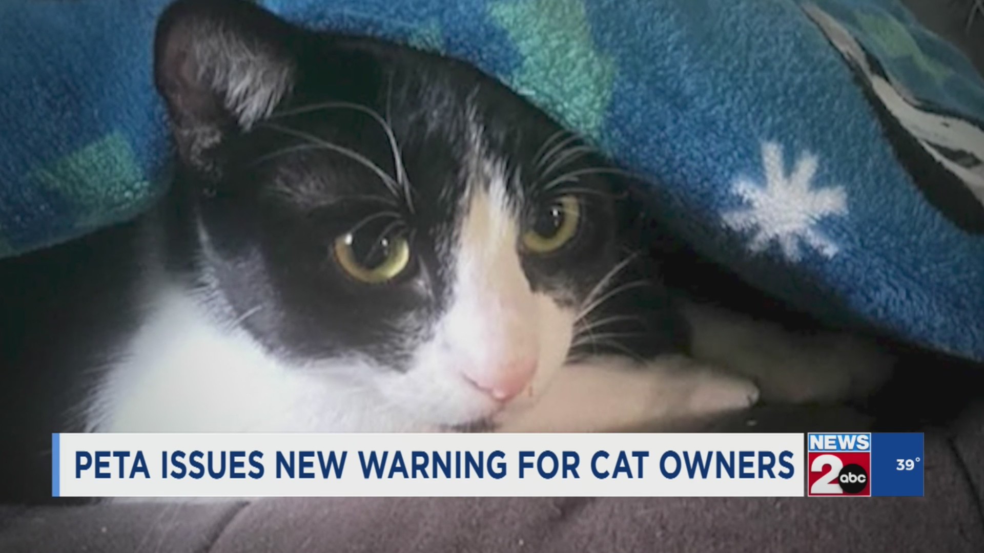 PETA issues warning for cat owners – WKRN News 2
