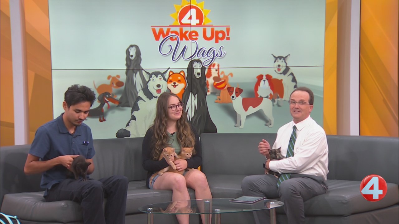 Wake Up! Wags: Cats at West Side Cat Rescue looking for homes – News 4 Buffalo
