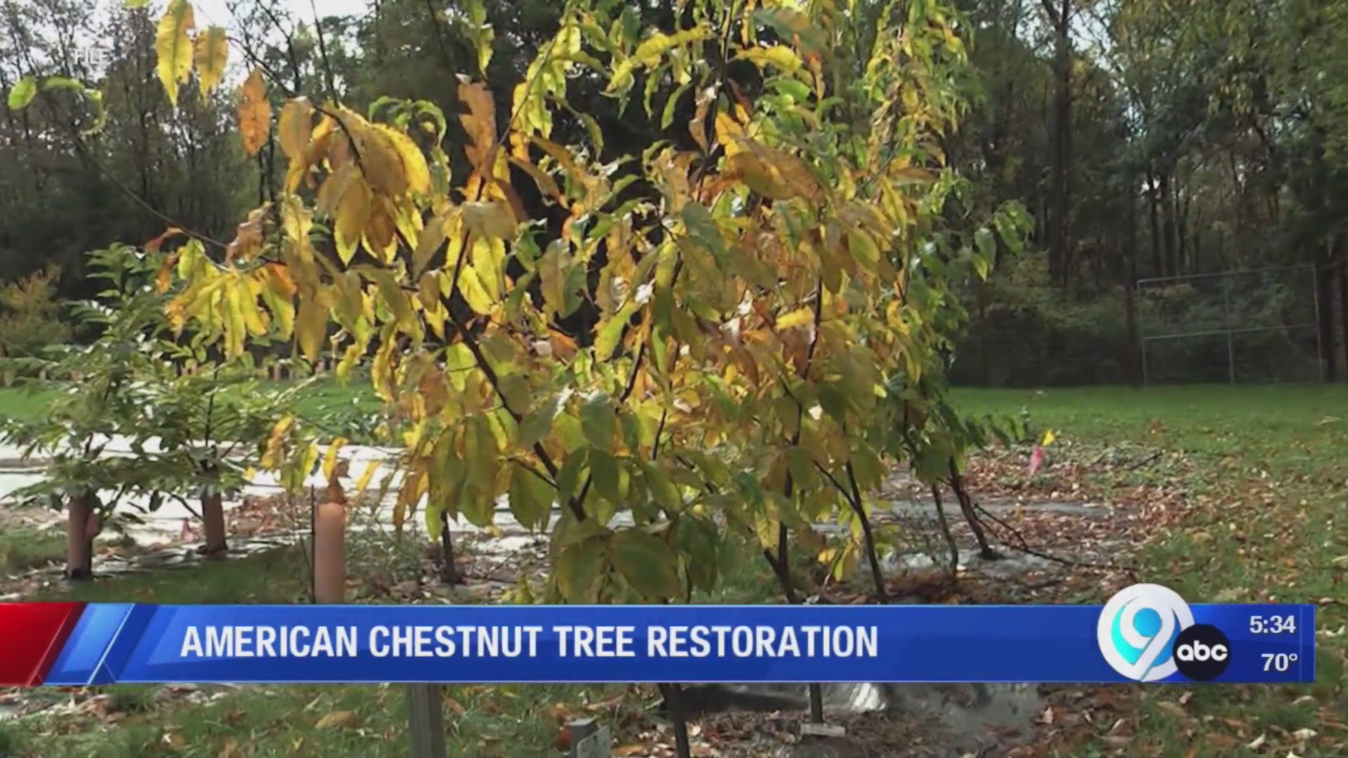 Interview: Dr. Andrew Newhouse, Director of The Chestnut Restoration ...