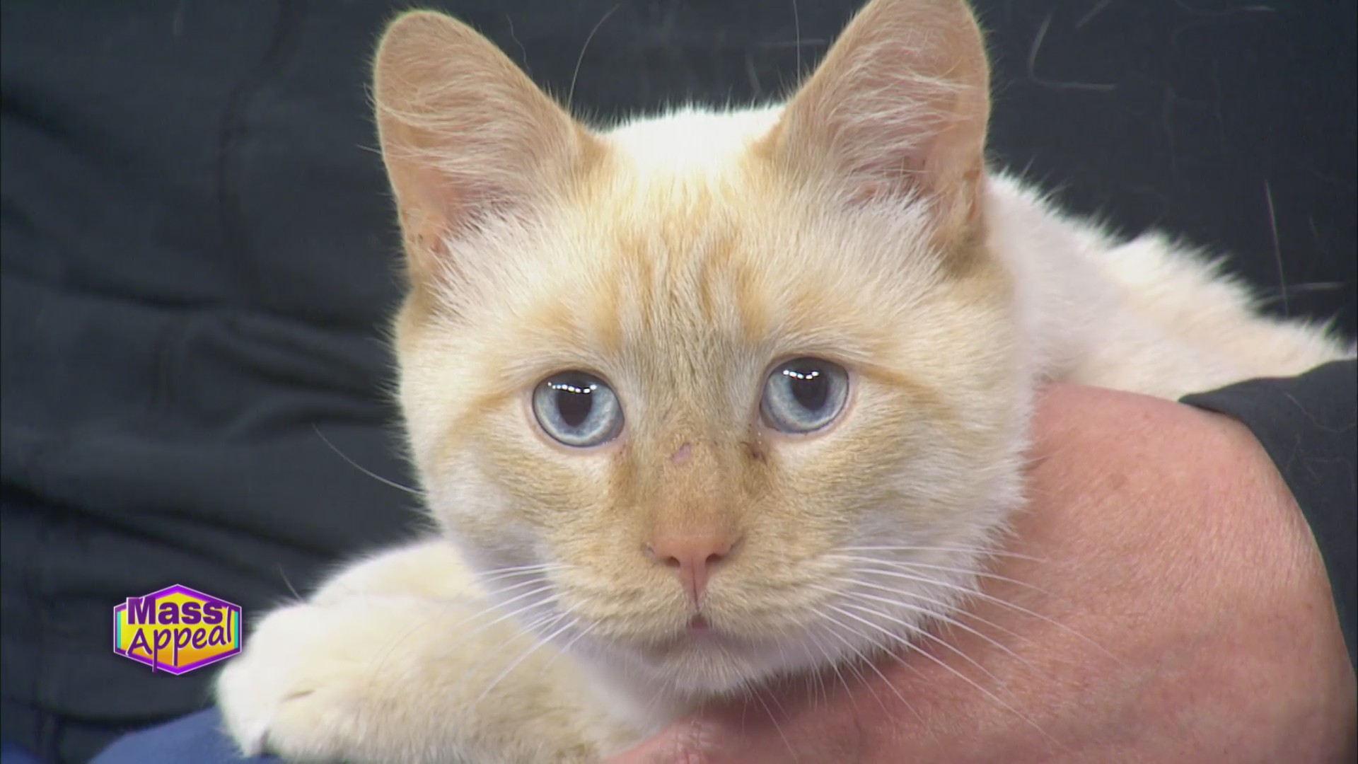 Mass Appeal Pet of the Week: Meet Snowball! – WWLP