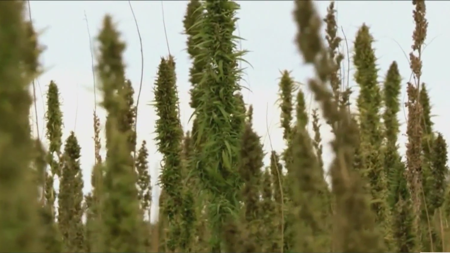 Texas hemp farmers fear full THC ban would nip industry in the bud ...