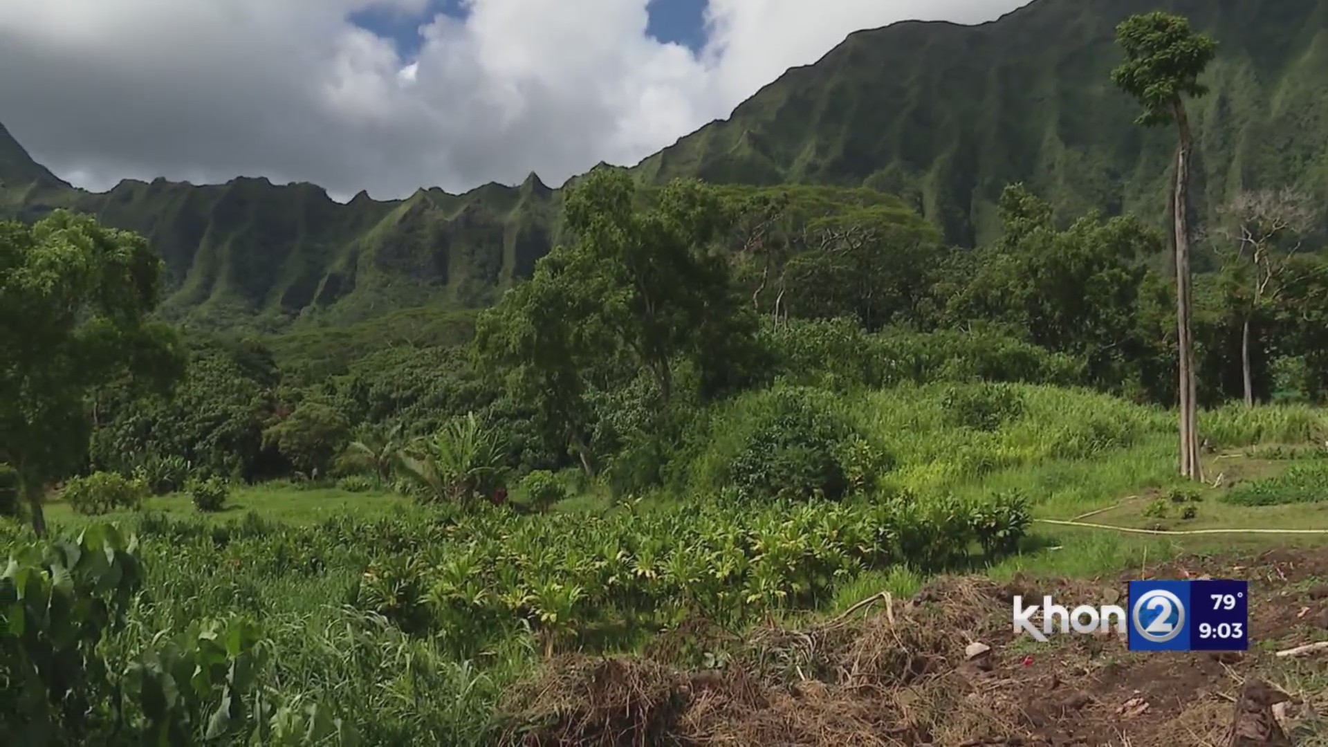Over 900 CRB found in Hawaii’s first-of-its-kind hunting tournament ...