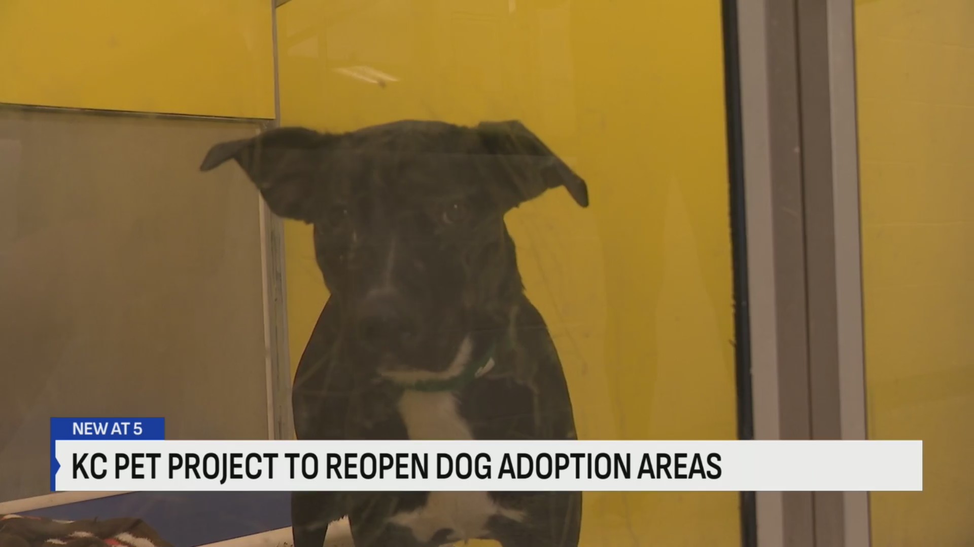 KC Pet Project to reopen dog adoption areas – FOX 4 Kansas City WDAF-TV ...
