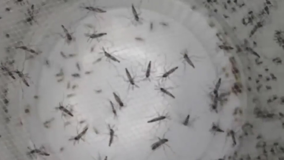 What is the Oropouche virus, also known as sloth fever? – FOX 2