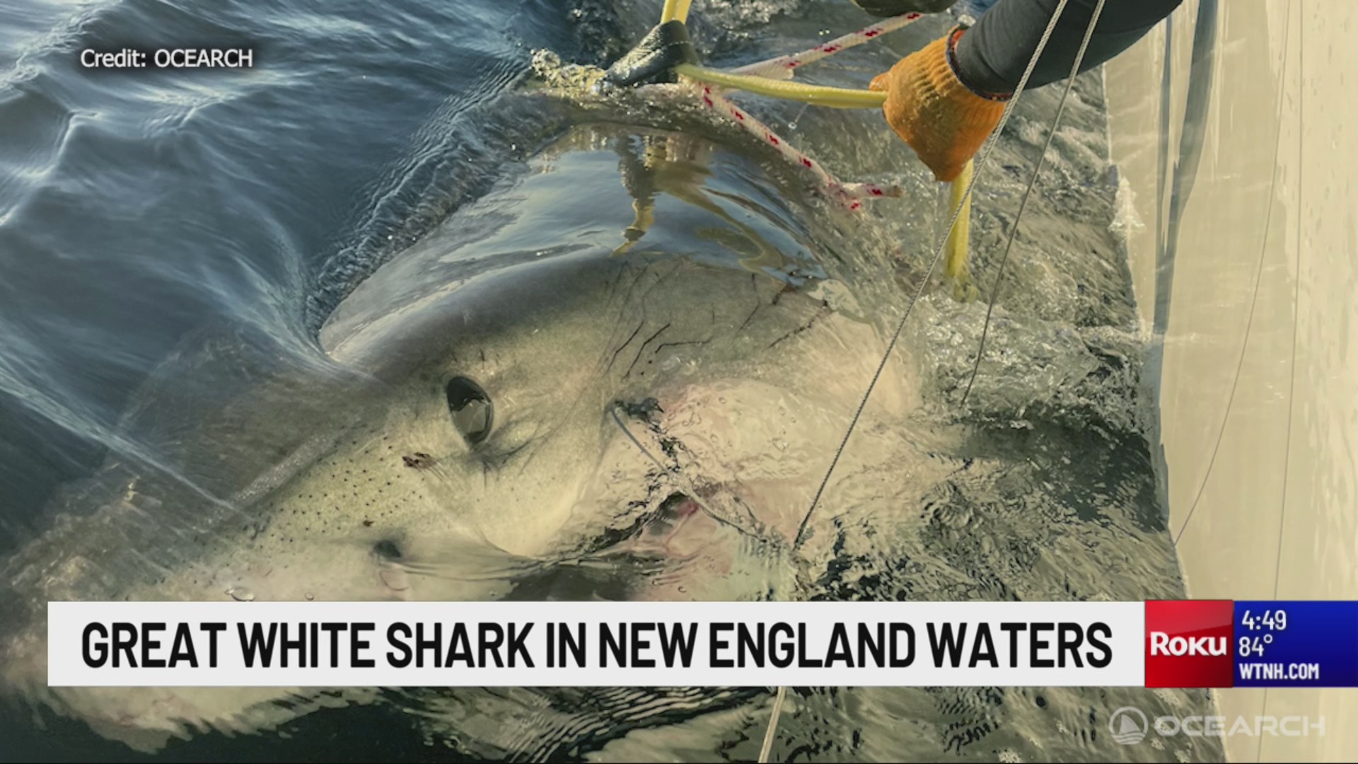 14-foot great white shark pinged off coast of Nantucket – WTNH.com