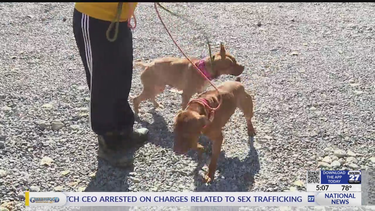 Charge filed in abandoned dogs case – WKBN.com