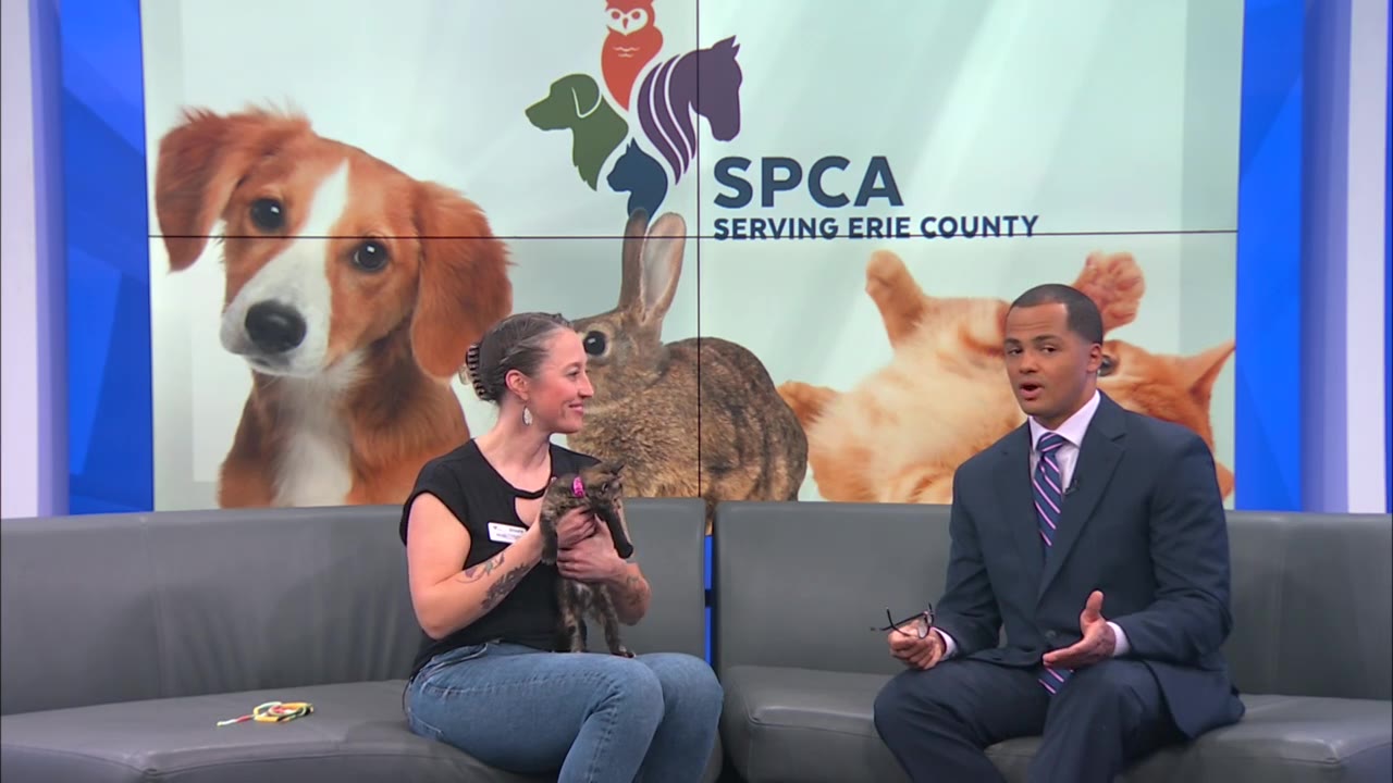 SPCA Monday: Bumblebee – News 4 Buffalo