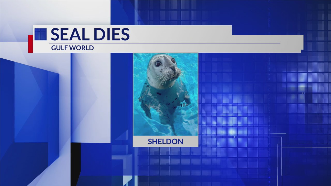 Gulf World’s beloved Harbor Seal Sheldon passed away – mypanhandle.com