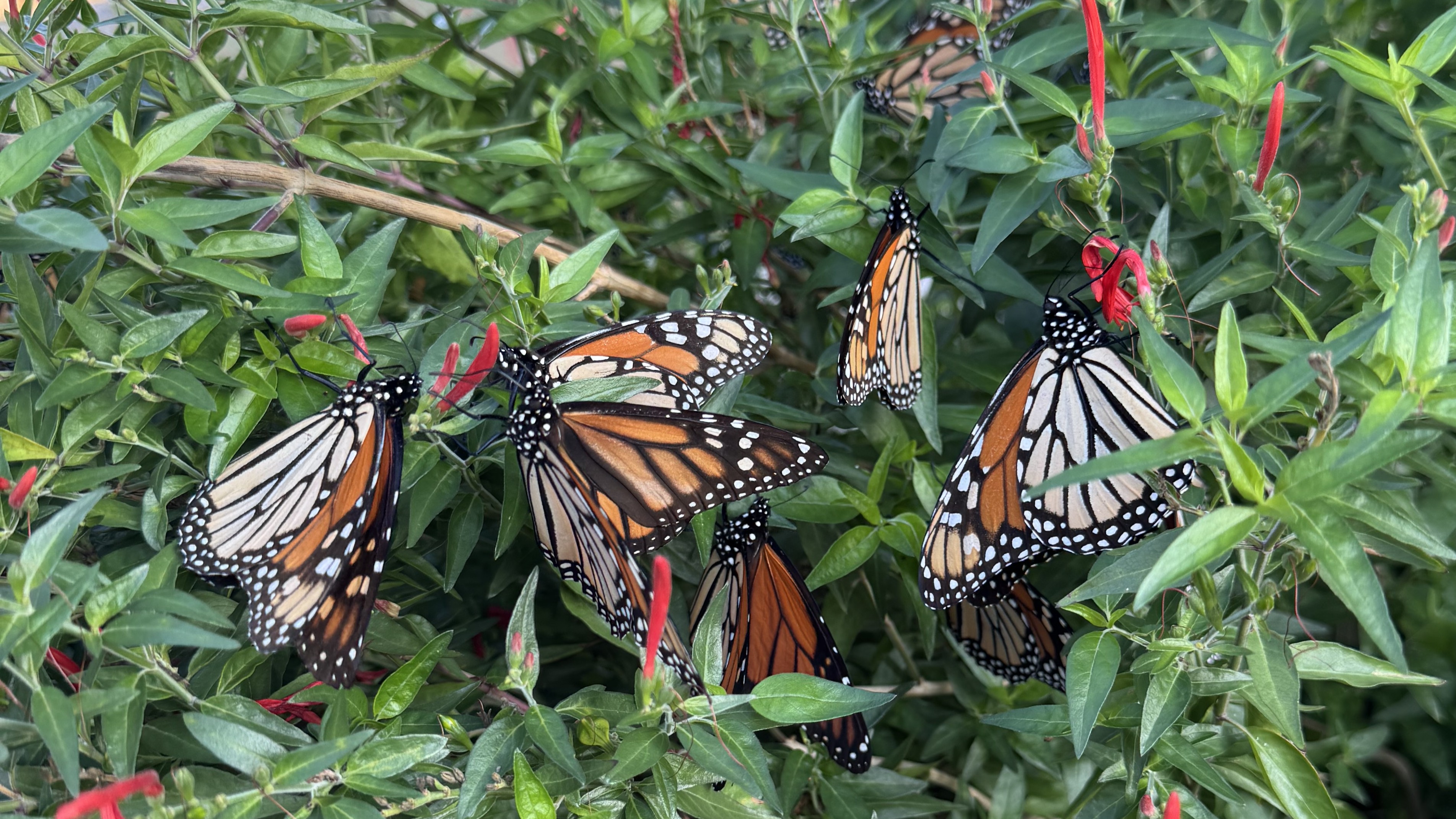 WATCH: Monarch butterflies seen migrating through Central Texas – KXAN ...