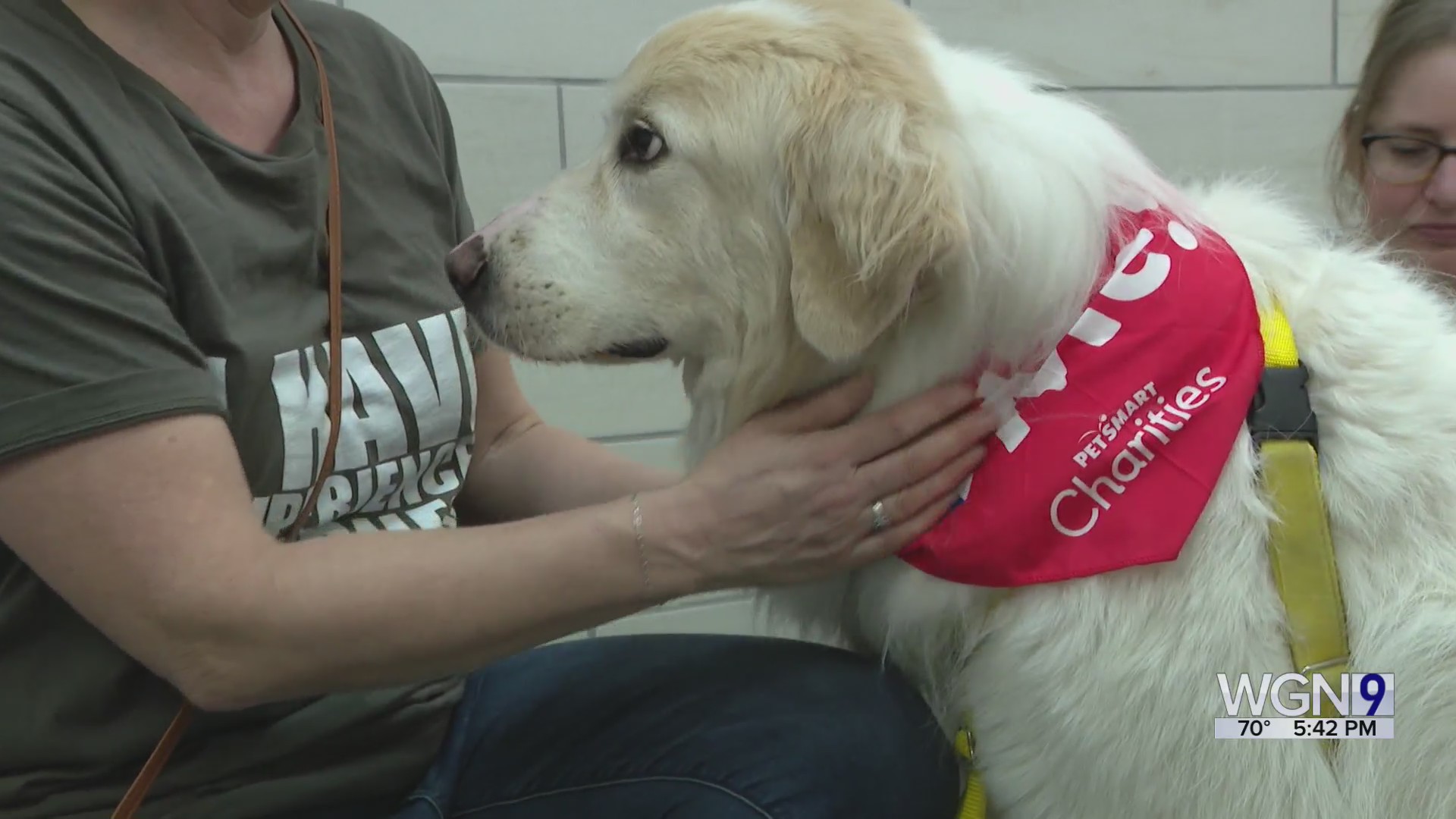 Chicago animal rescue opens second adoption center to combat ...