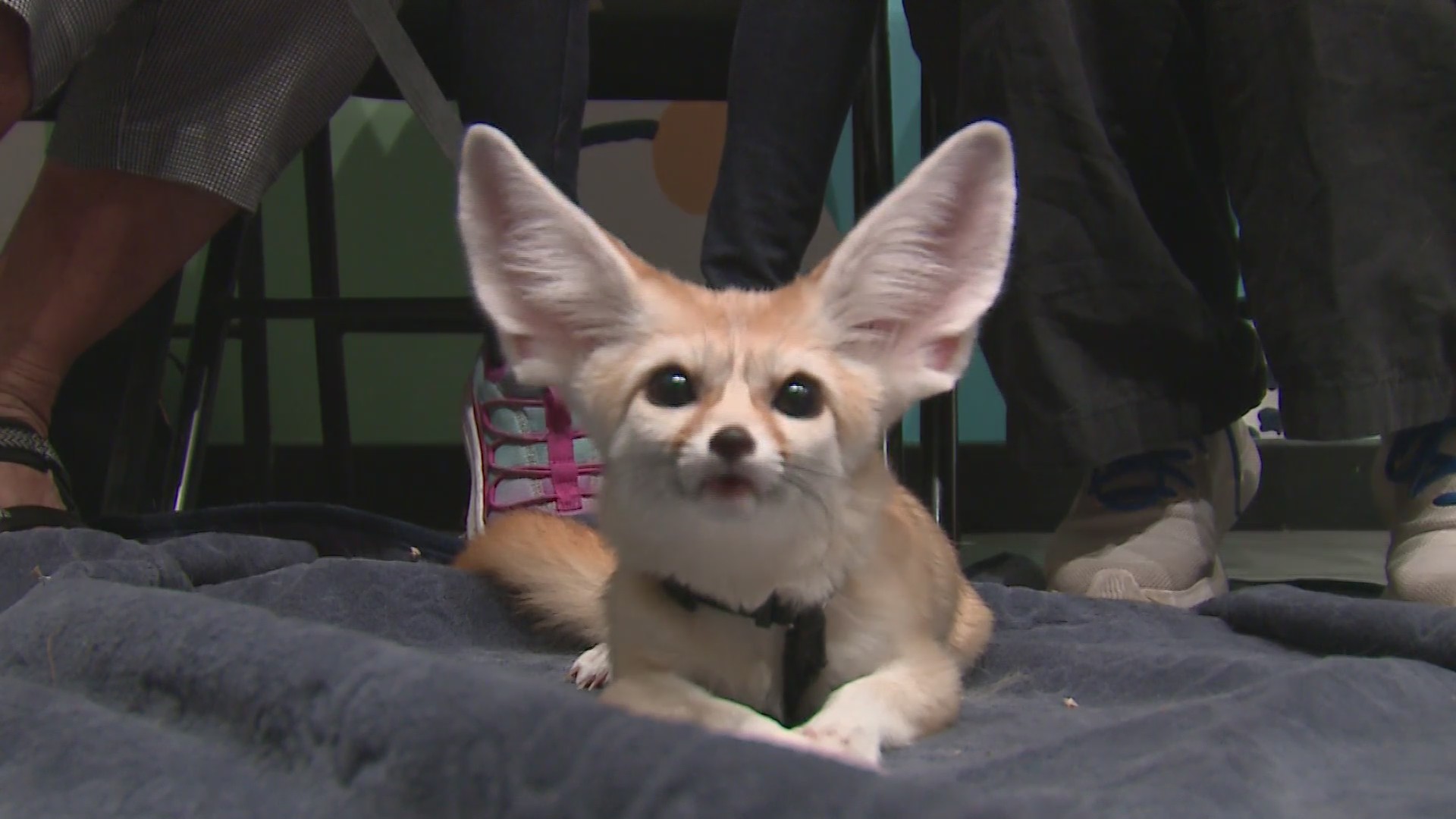 A Fennec Fox provides artistic inspiration at pottery painting class in ...