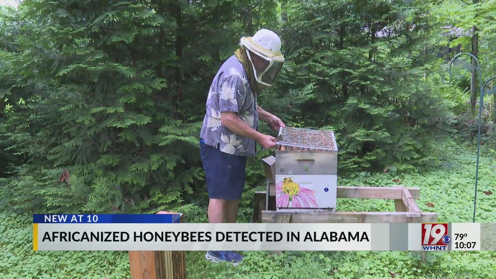 Huntsville Beekeeper Discusses Differences Detween Honey Bees and ...
