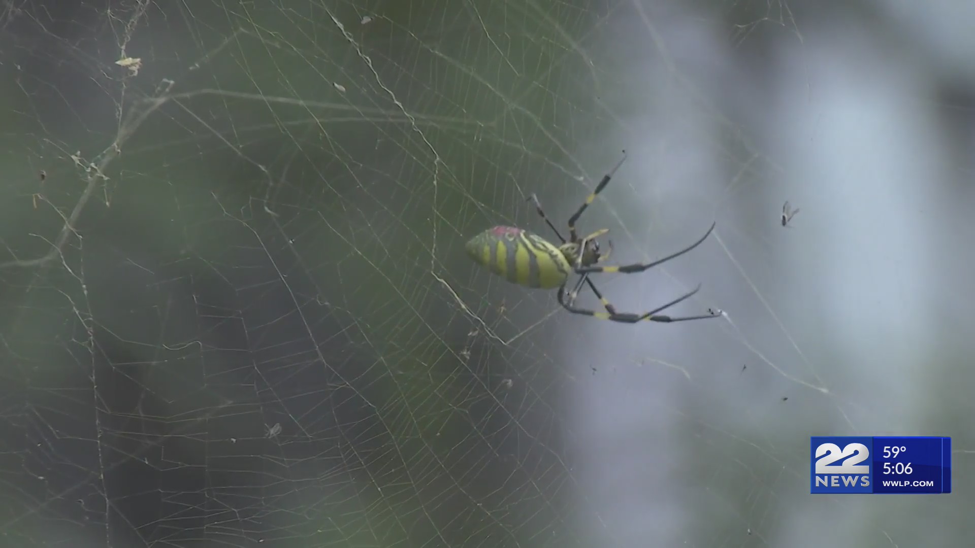 Giant, invasive Joro Spider spotted in Massachusetts – WWLP