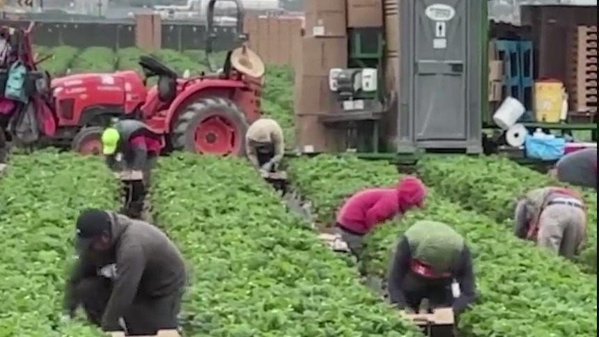 Fear grows among Northern California farmers amid ICE raids – FOX40 News