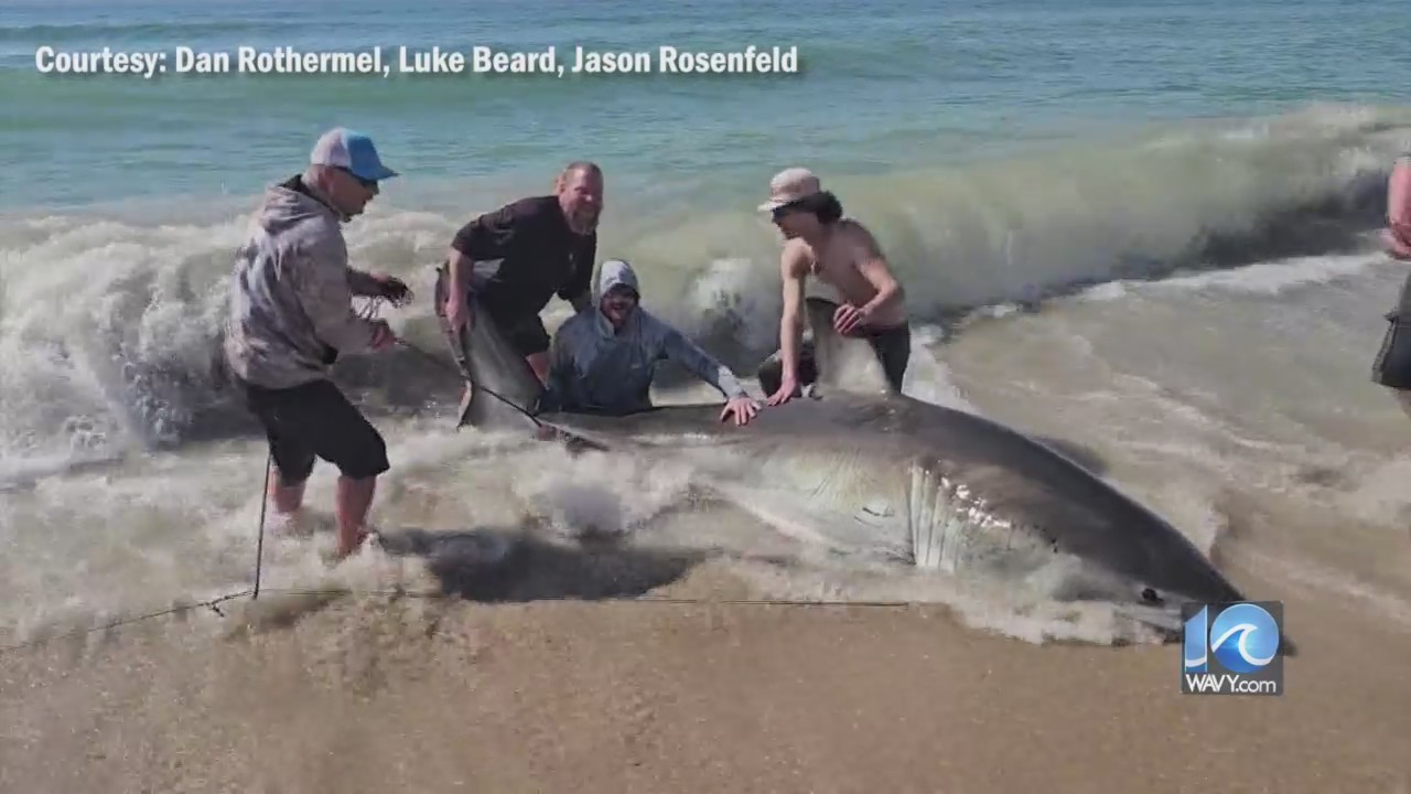 HRS: OBX great white shark story – WAVY.com