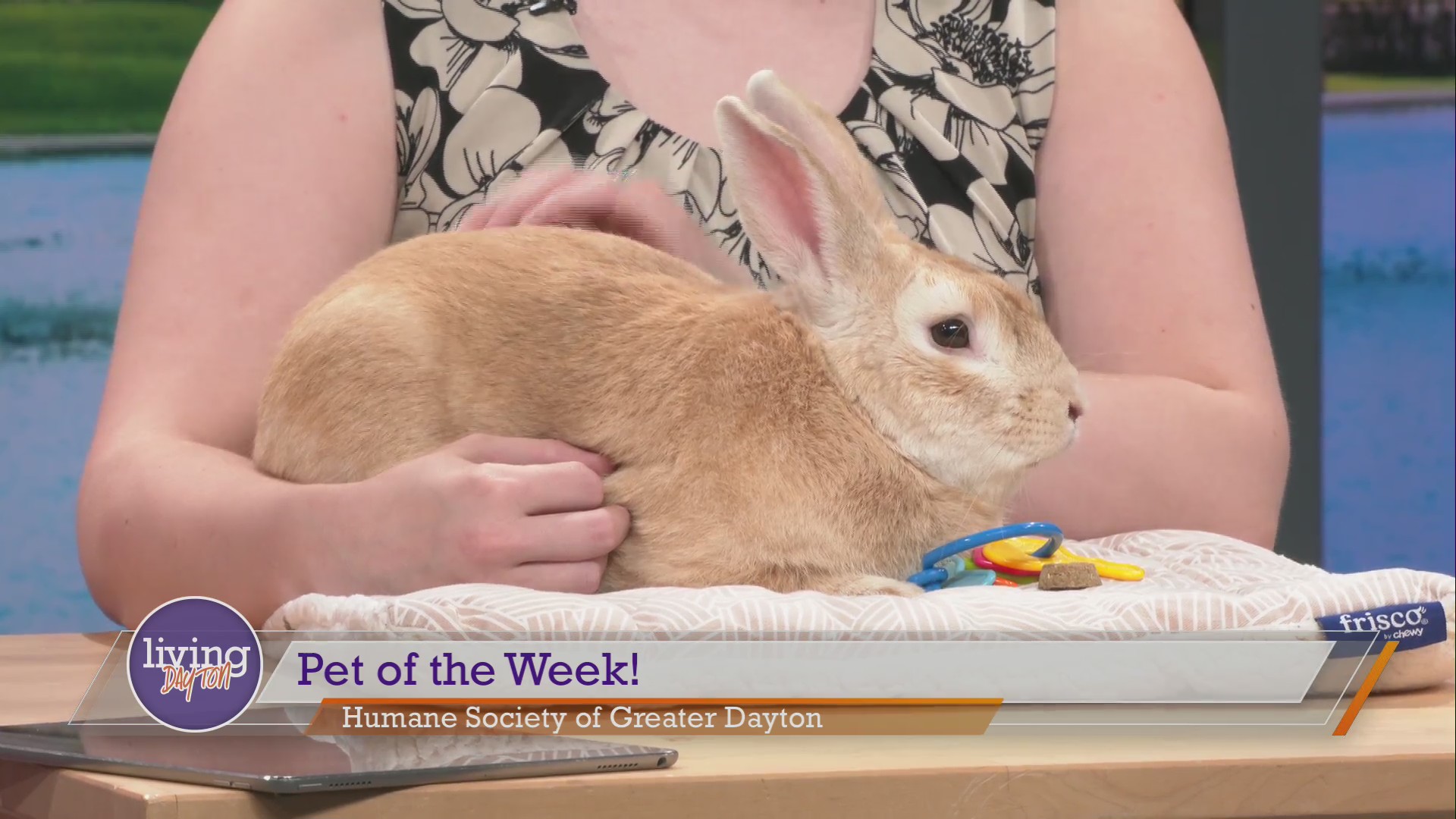 Meet our Pet of the Week, sassy rabbit – WDTN.com