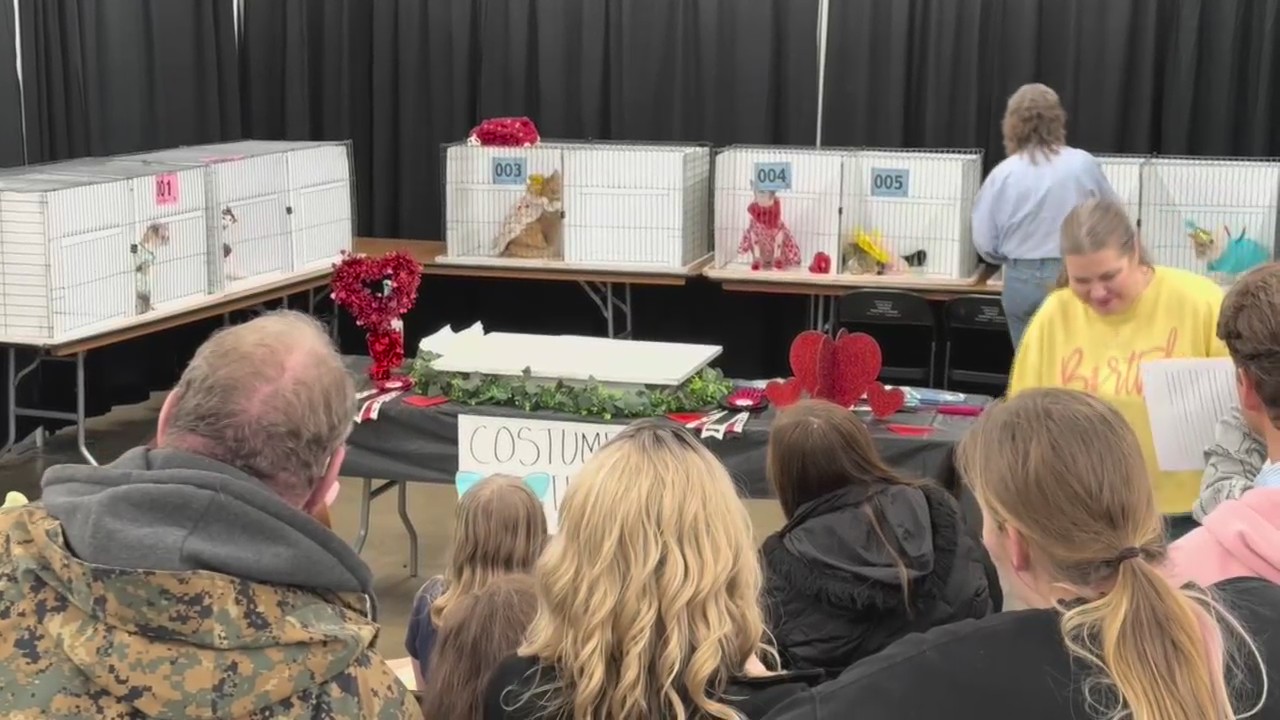 Arkansas Feline Fanciers hosting weekend cat show at state fairgrounds ...