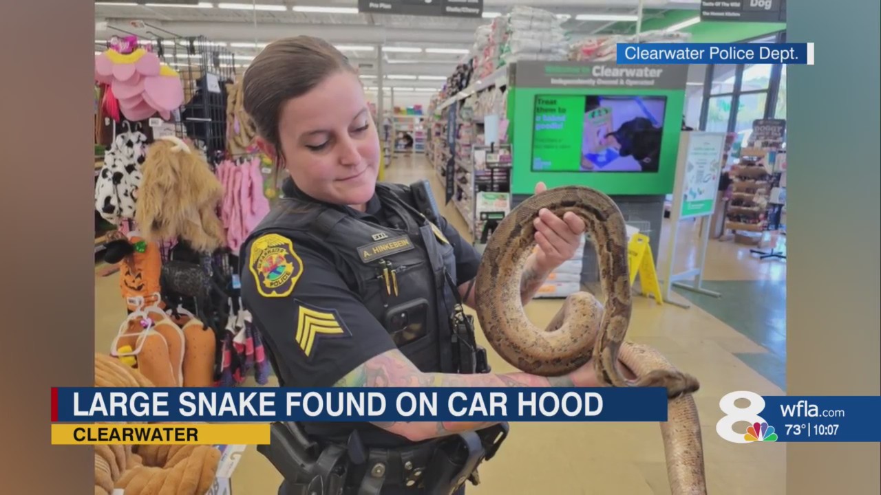 Large snake found on car hood in Clearwater – WFLA