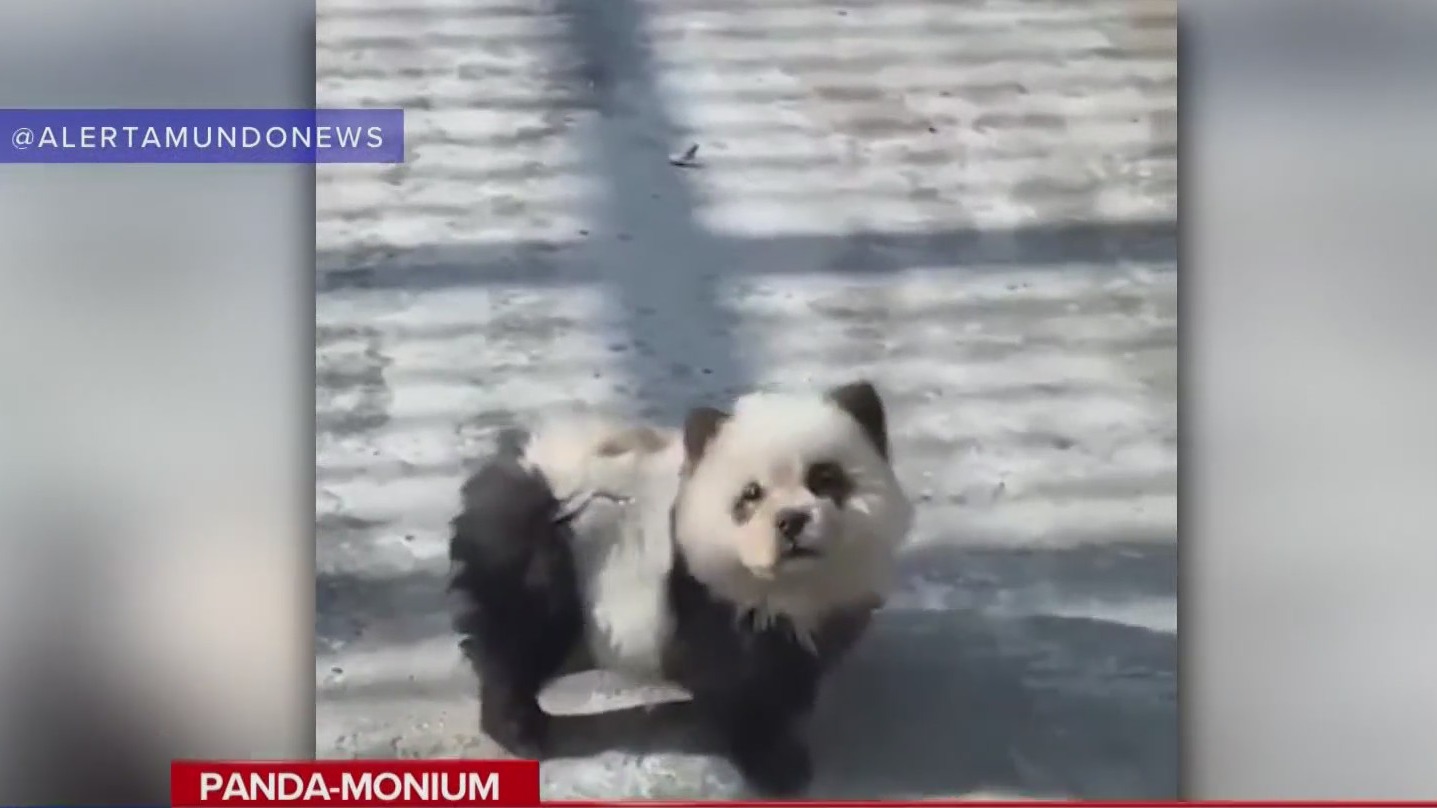 What were they thinking? Zoo tricks visitors by painting dogs as panda ...