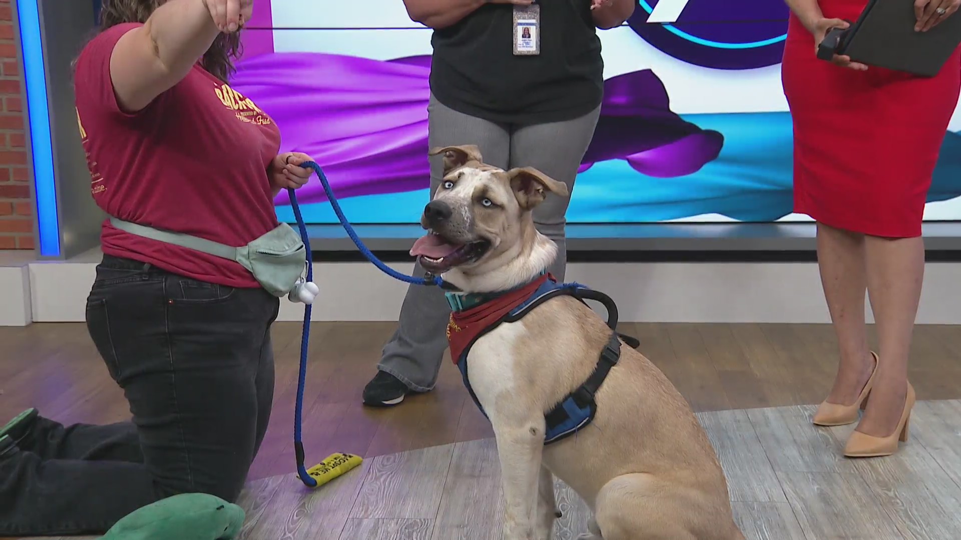 Pet of the Week: Beansie – WREG.com