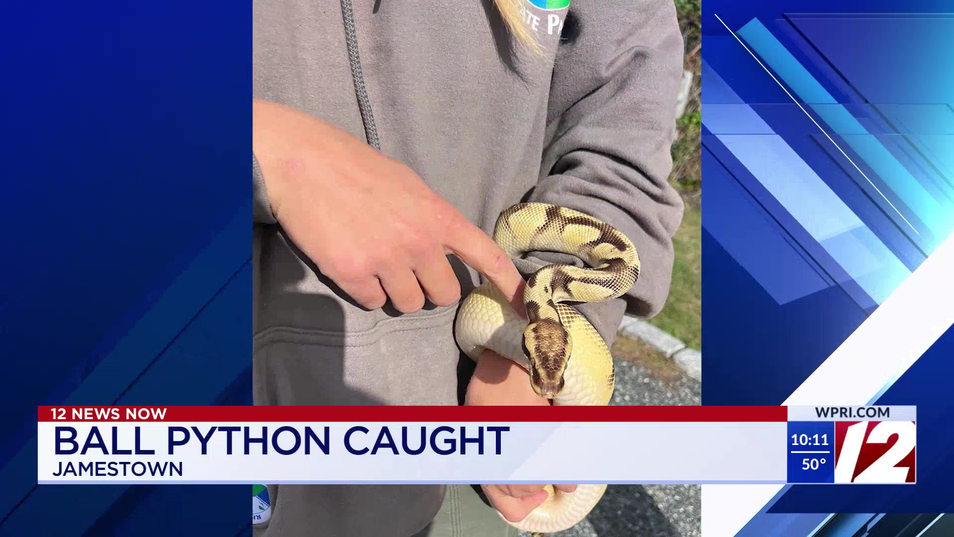 ‘Miraculous’: Ball python rescued in Rhode Island park – WPRI.com