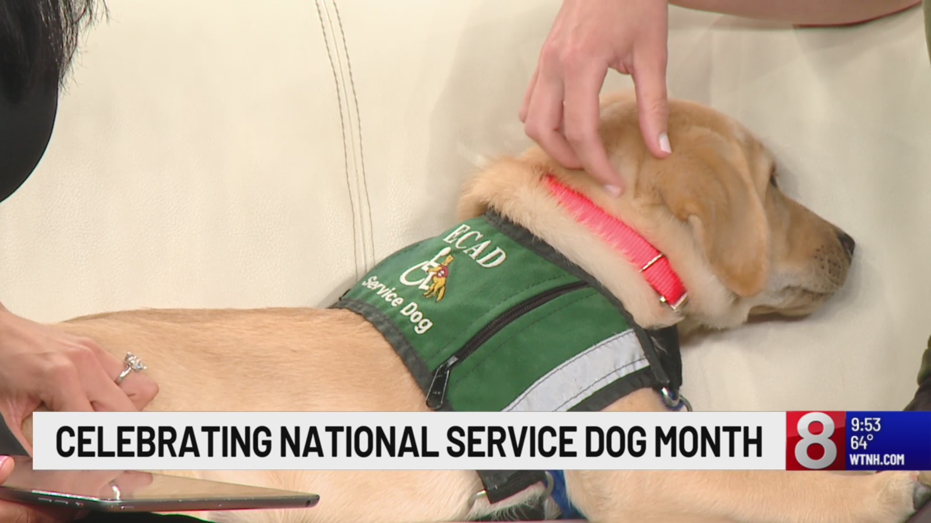 Celebrating Service Dog Awareness Month – WTNH.com