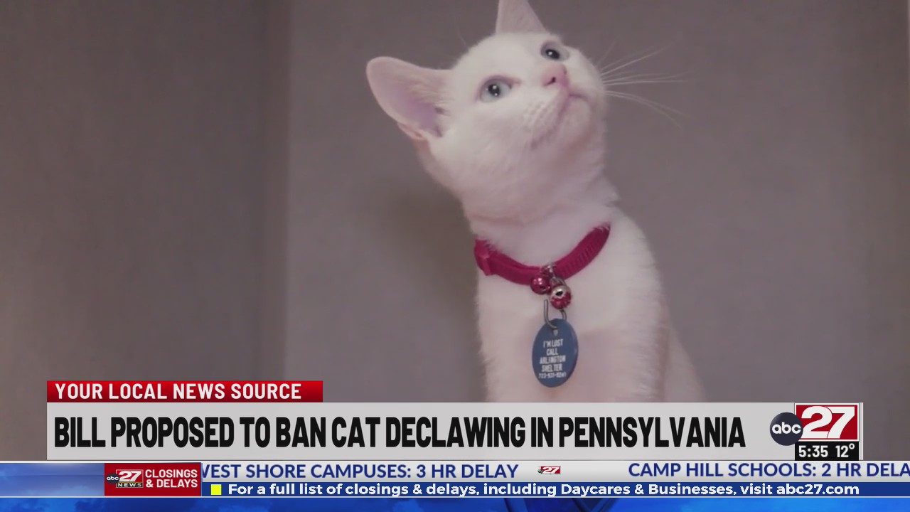 Bill proposed to ban cat declawing in PA – ABC27