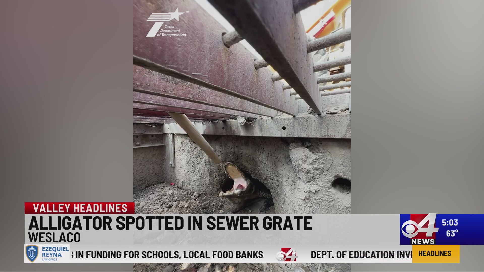 Alligator spotted in sewer gate – KVEO-TV